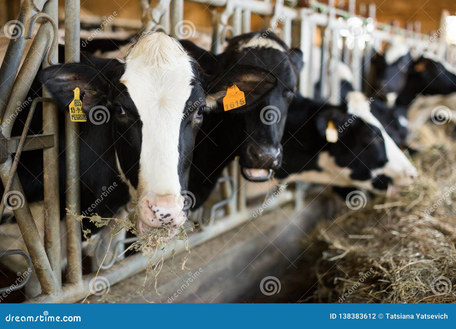Vaca Que Mastica La Comida En Granja Foto de archivo - Imagen de ...