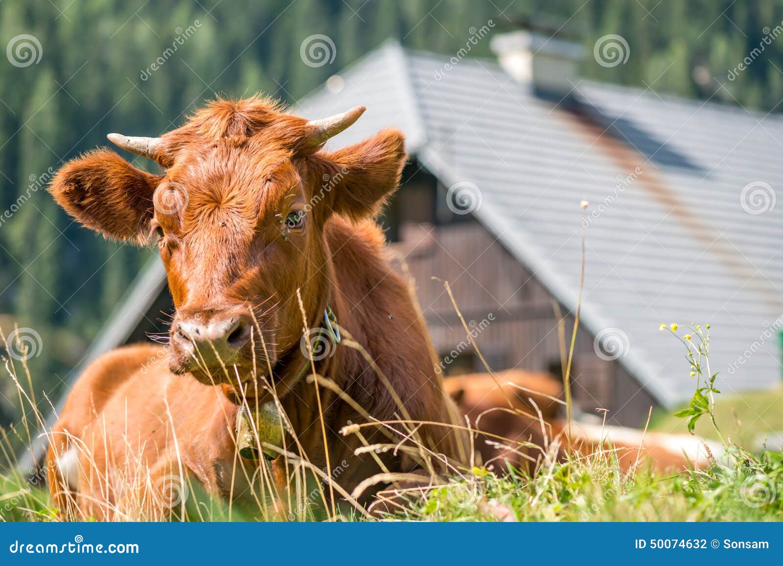 Vaca Que Pasta, Rumiando En Pasto Foto de archivo - Imagen de pasto ...