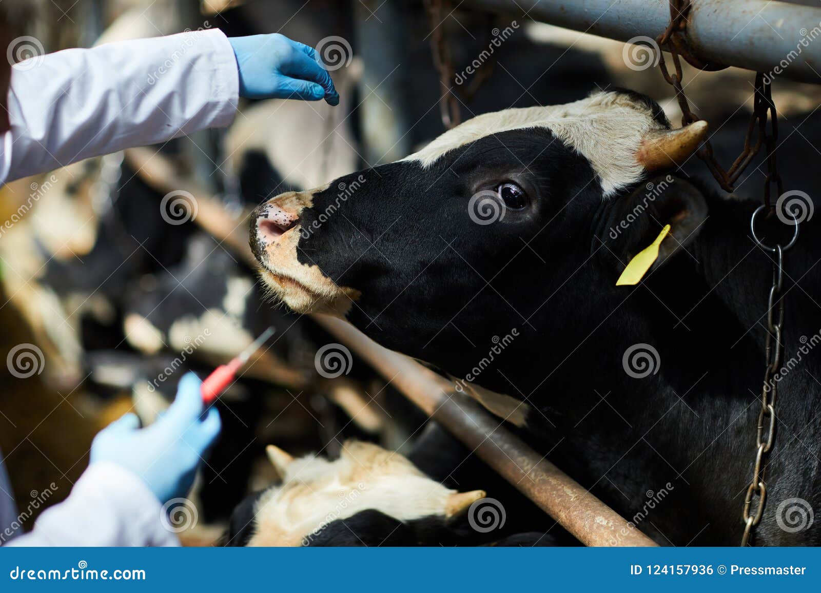 Vaca que tiene inyección foto de archivo. Imagen de enfermedad - 124157936