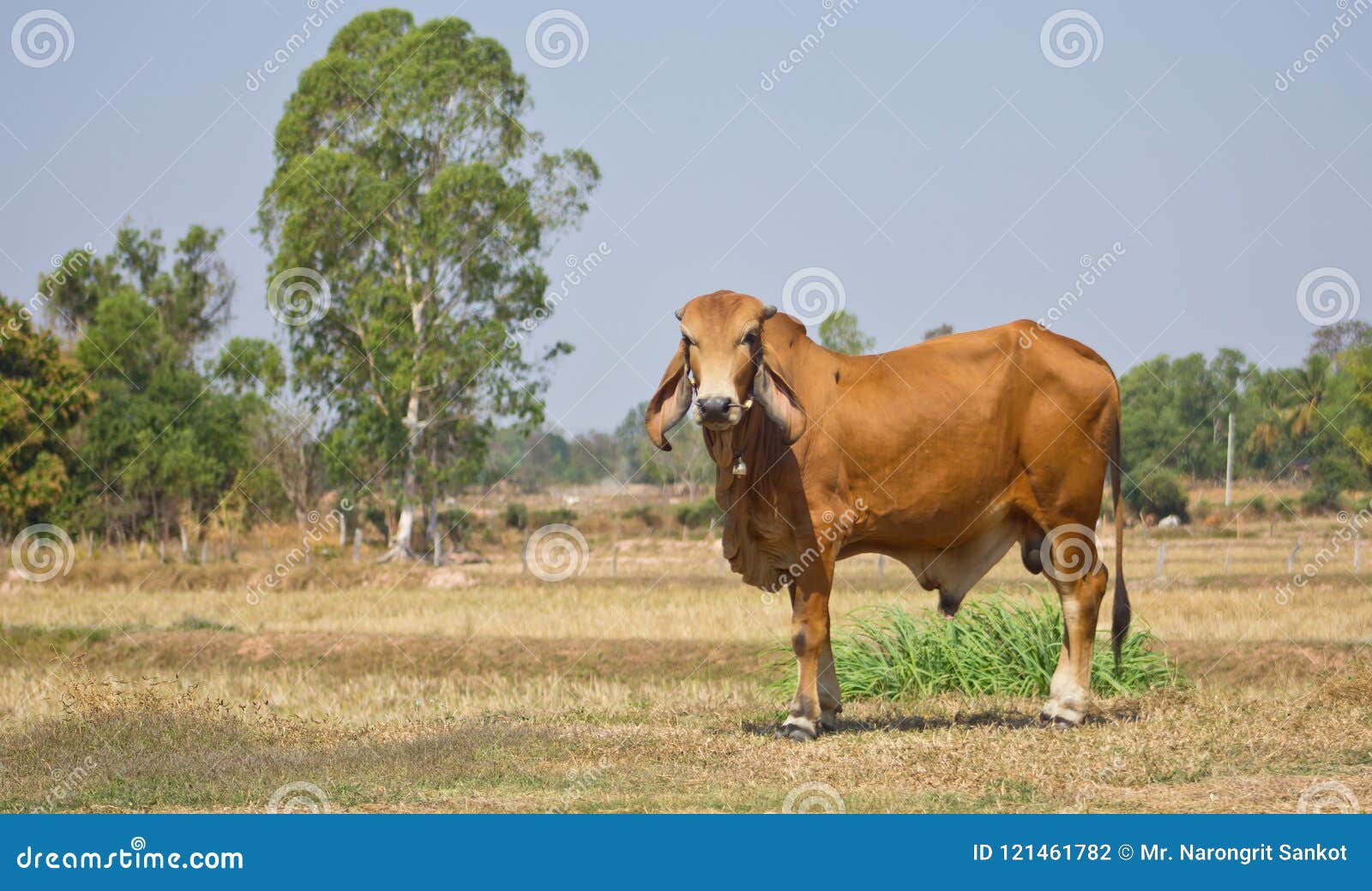 Vaca roja foto de archivo. Imagen de pasto, blanco, ganados - 121461782