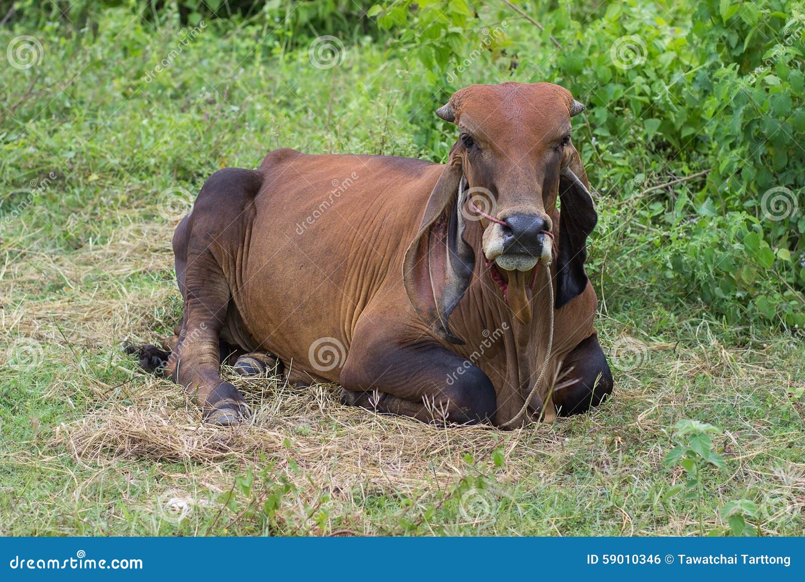 Vaca roja foto de archivo. Imagen de fauna, aldea, granja - 59010346