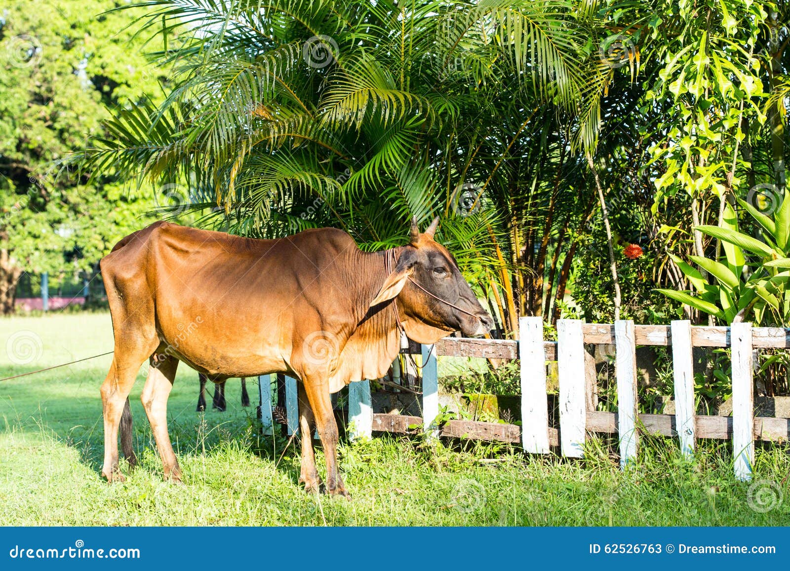 Vaca roja imagen de archivo. Imagen de animal, granja - 62526763