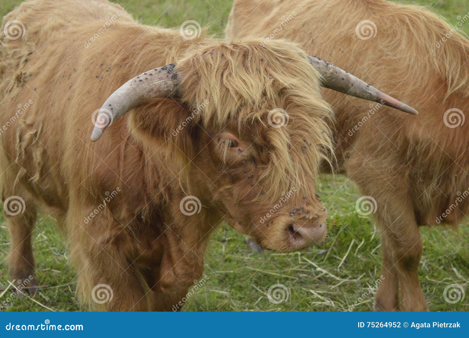 Vaca roja foto de archivo. Imagen de claxon, campo, ganados - 75264952