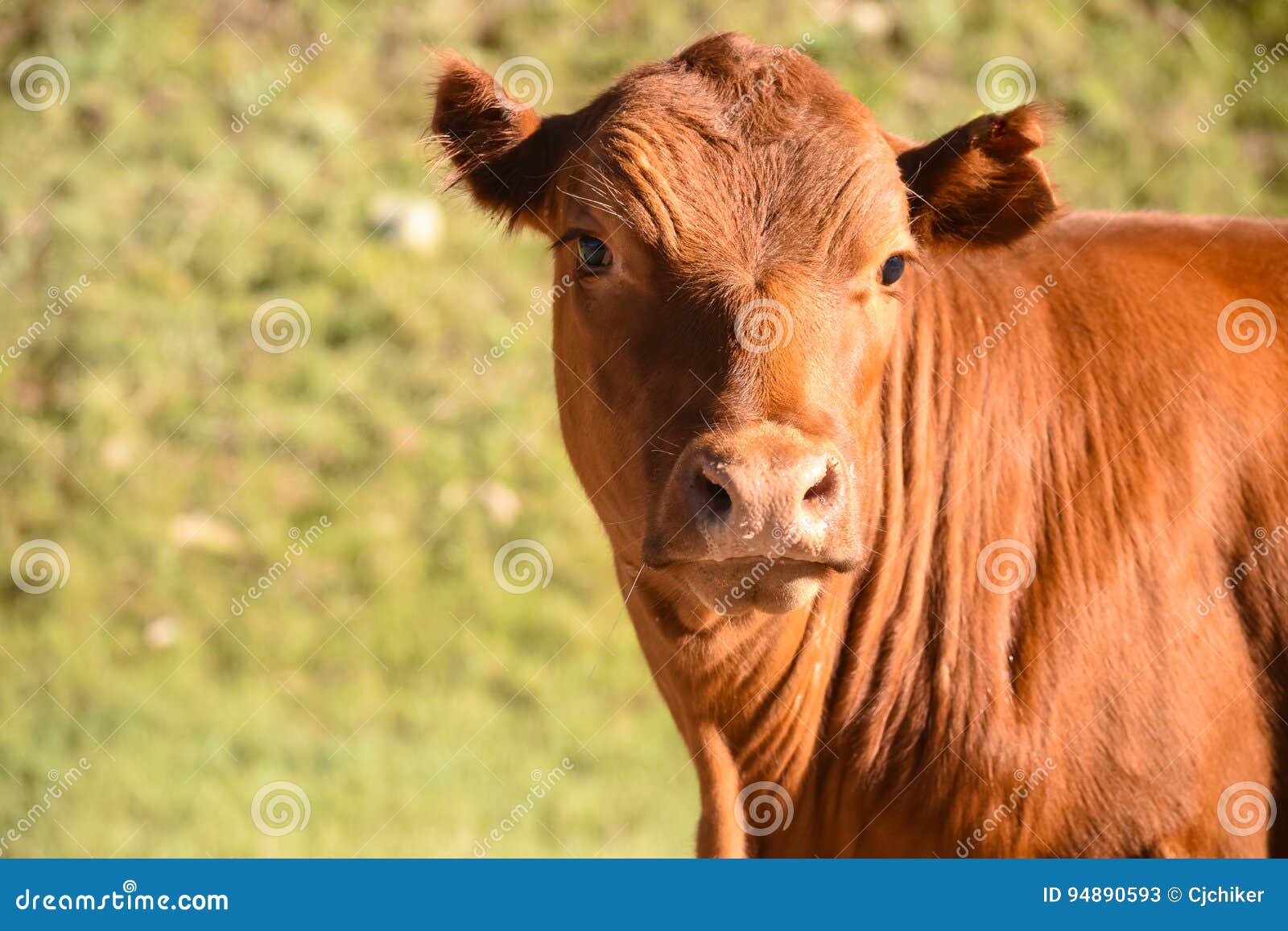 Vaca roja imagen de archivo. Imagen de agricultura, fauna - 94890593