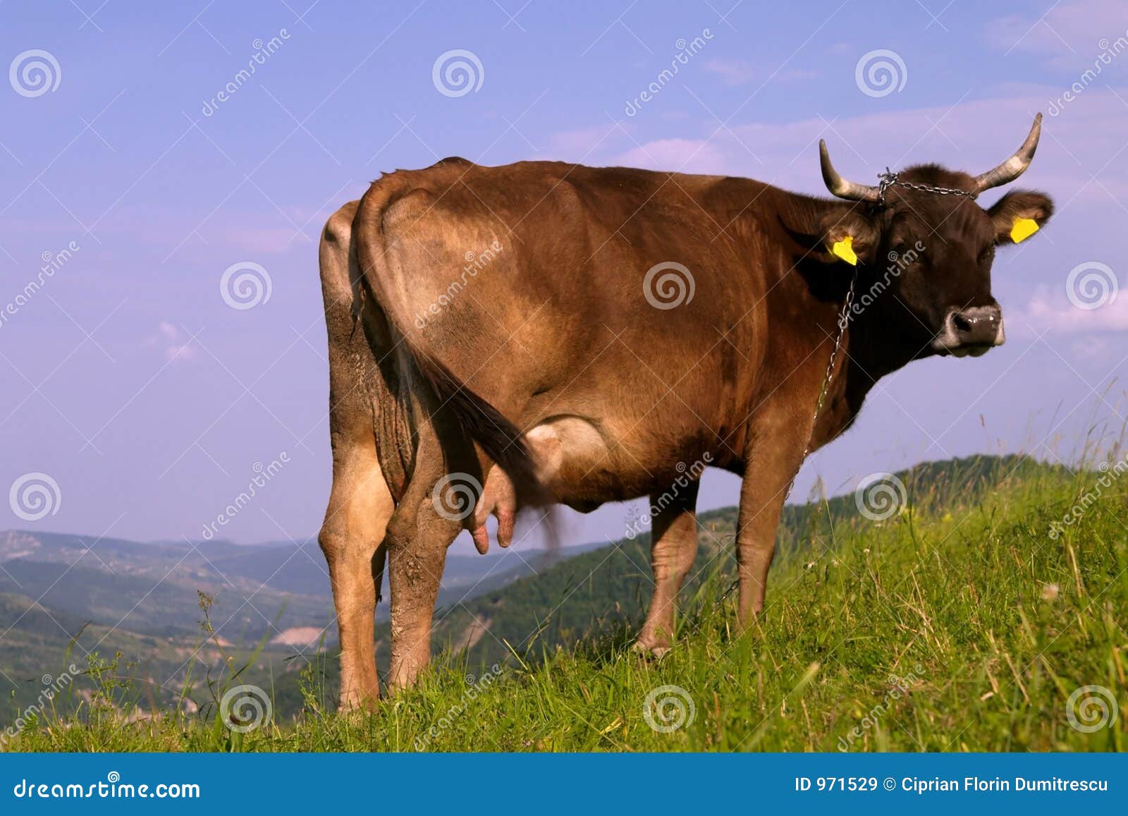 Vaca Roja Imagen. Imagen: 971529