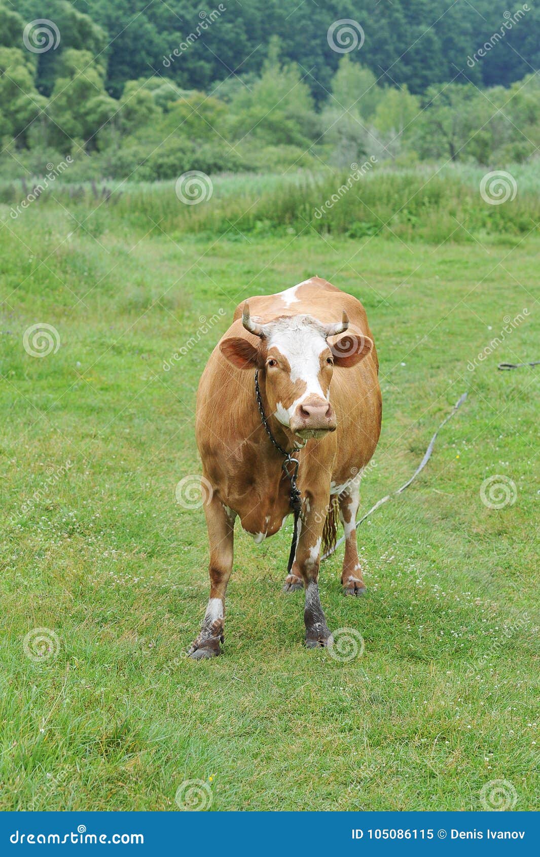 Vaca Roja Con El Pasto Atado Cuernos Imagen de archivo - Imagen de rojo ...