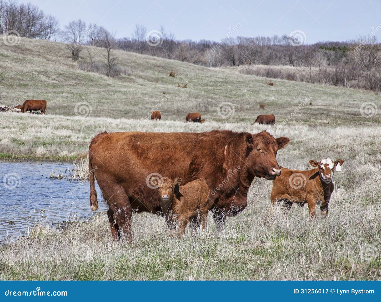 Vaca Roja De Angus Con Los Becerros Foto de archivo - Imagen de ...