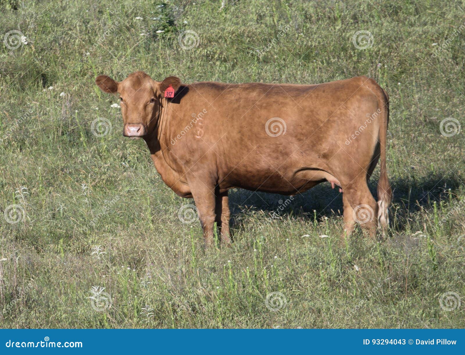 Vaca Roja De Angus En Un Campo En Oklahoma Imagen de archivo - Imagen ...