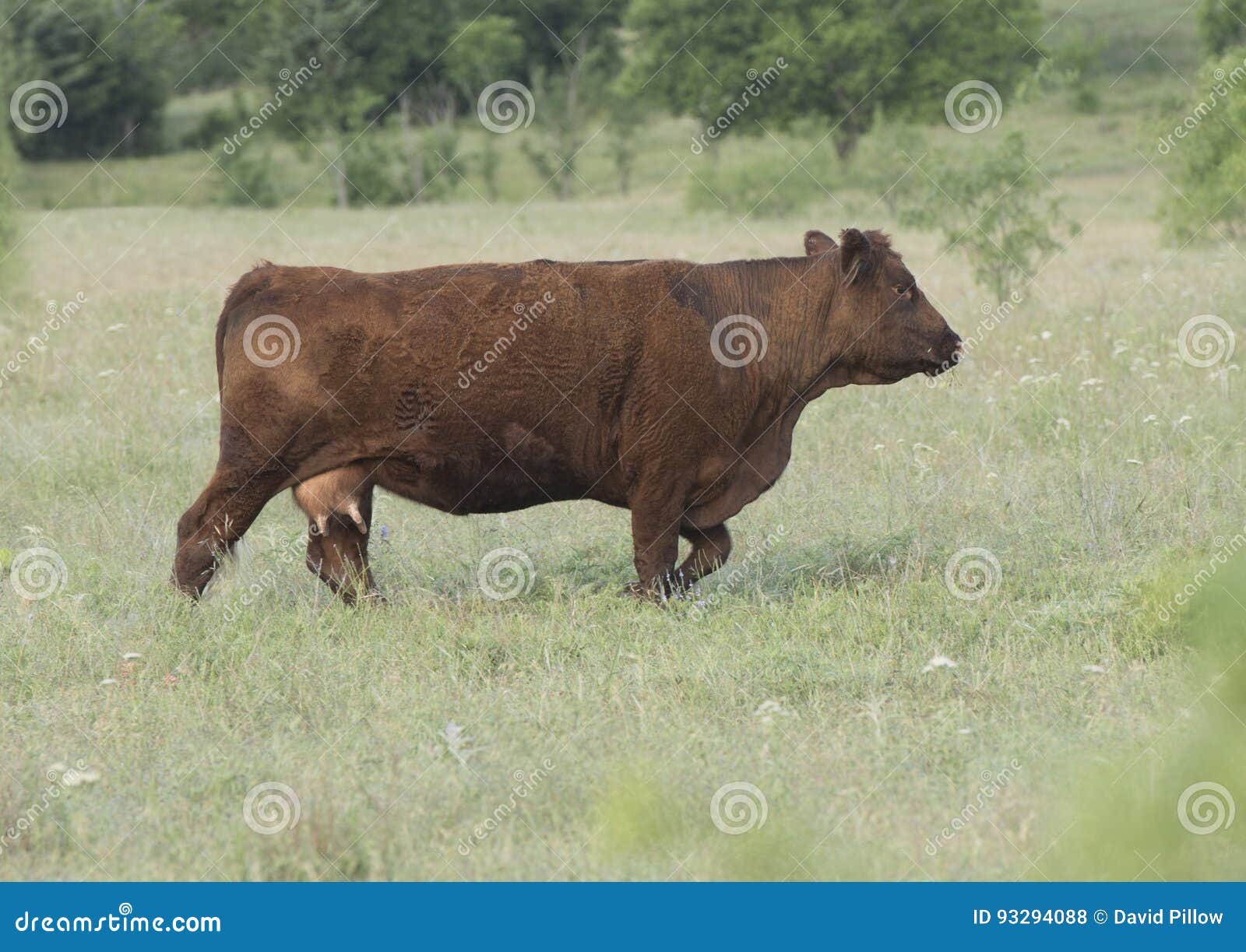 Vaca Roja De Angus En Un Campo En Oklahoma Foto de archivo - Imagen de ...