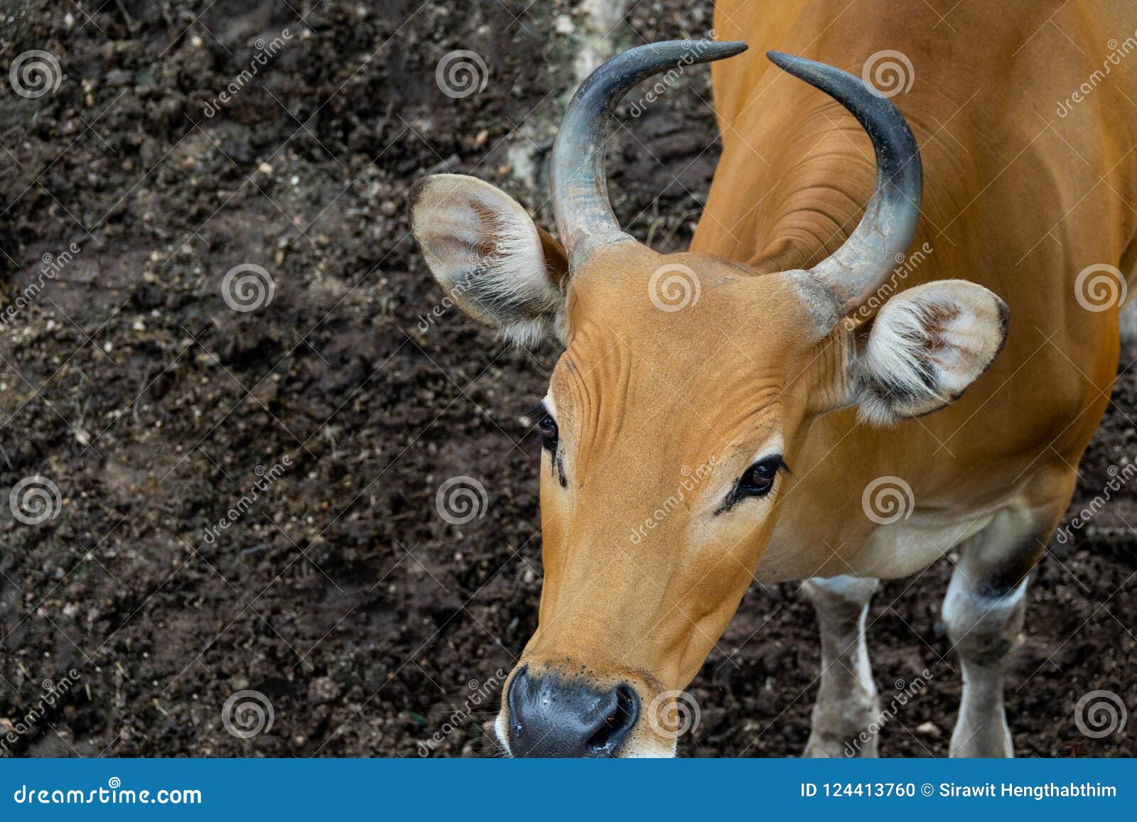 Vaca roja en granja foto de archivo. Imagen de vaca - 124413760