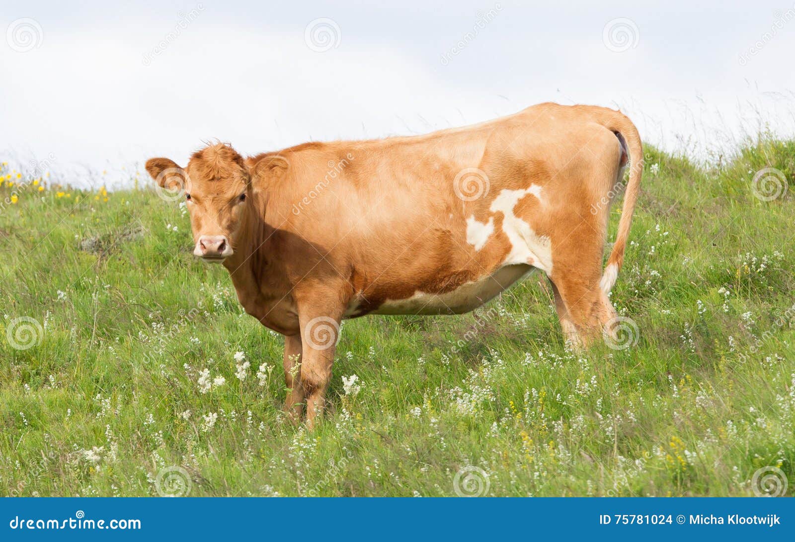 Vaca roja en Islandia foto de archivo. Imagen de sombra - 75781024