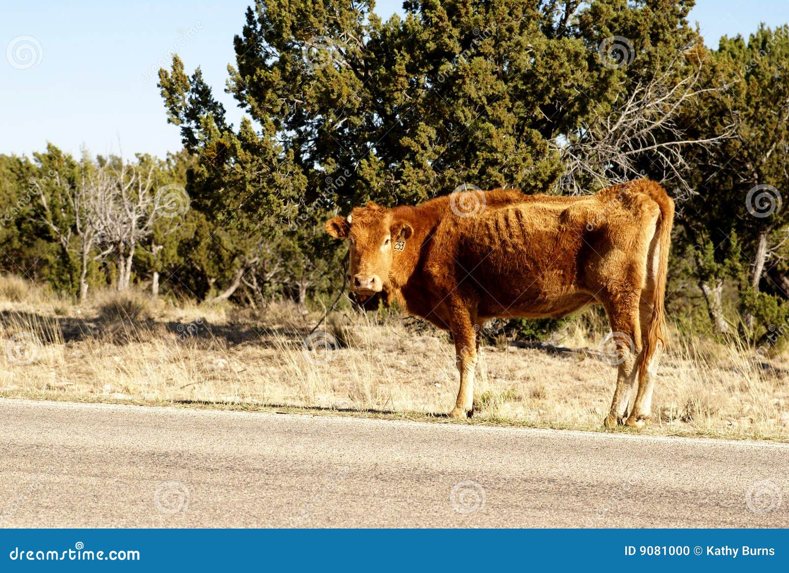 Vaca roja fina foto de archivo. Imagen de etiqueta, industria - 9081000