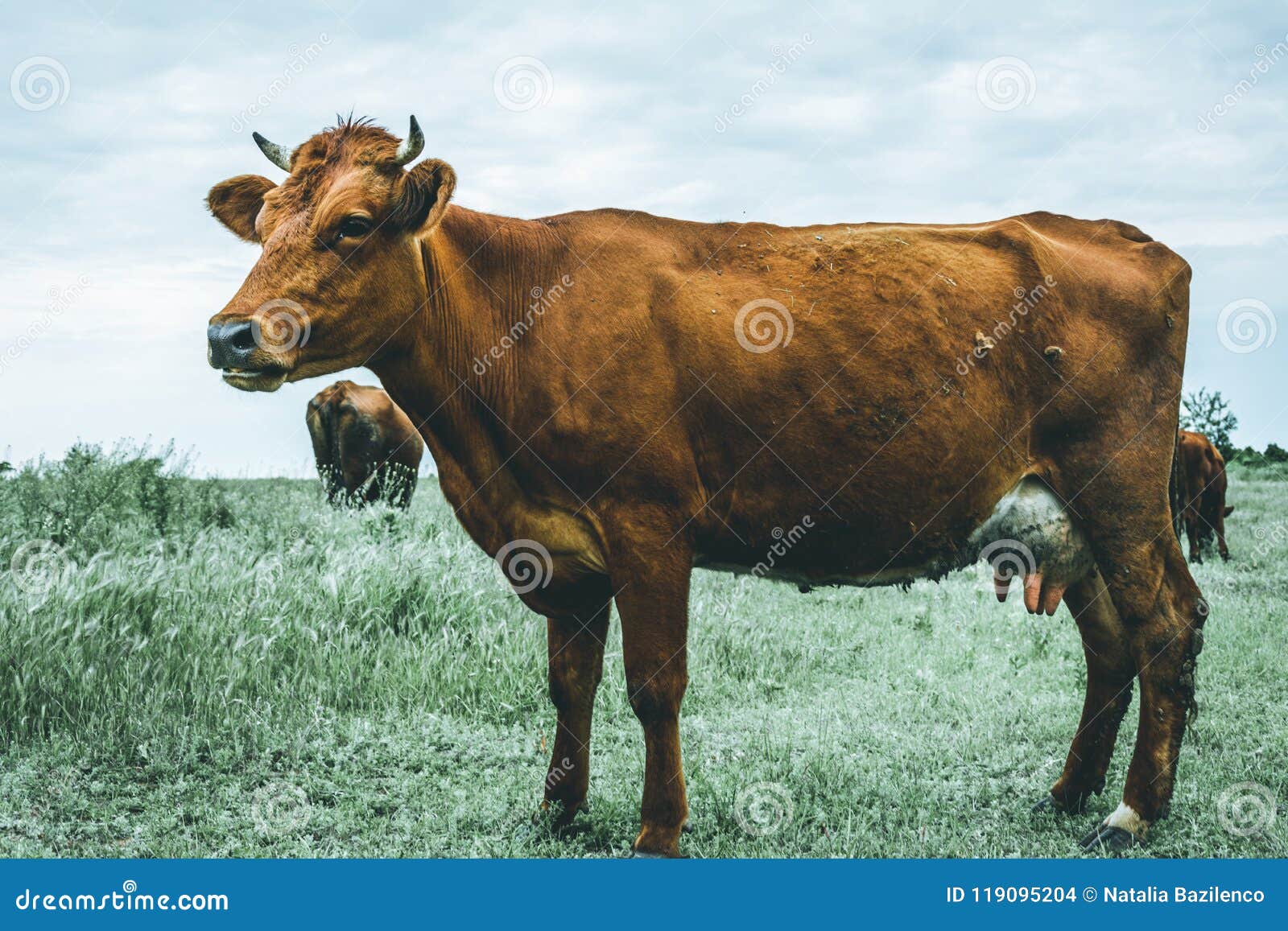 Vaca Roja Hermosa En El Campo Foto de archivo - Imagen de farmland ...