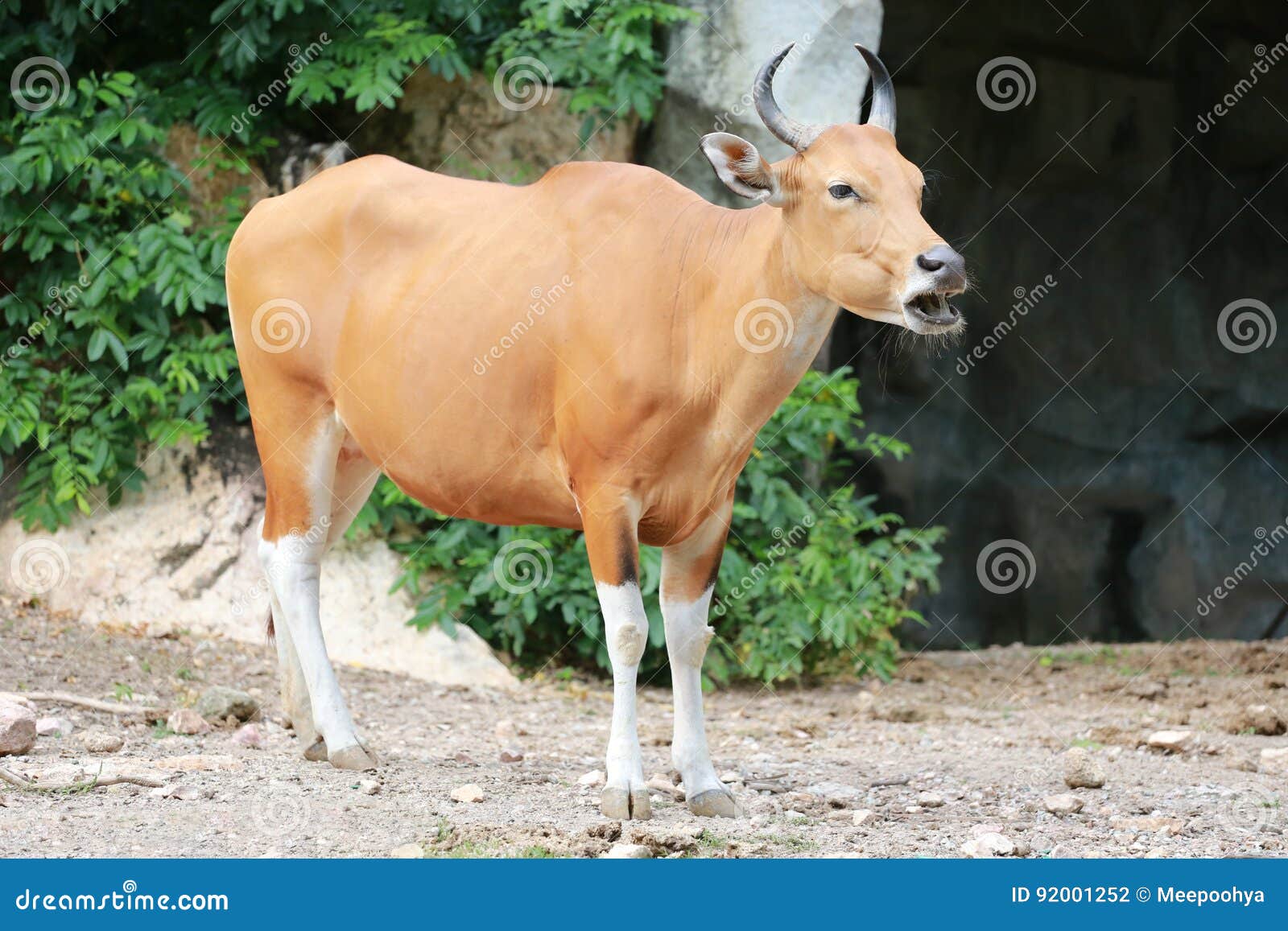 Vaca roja o toros rojos foto de archivo. Imagen de hierba - 92001252