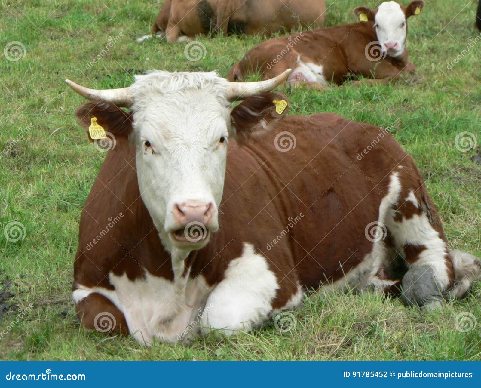 Vaca Roja Y Blanca 2 Imagen. Imagen: 91785452