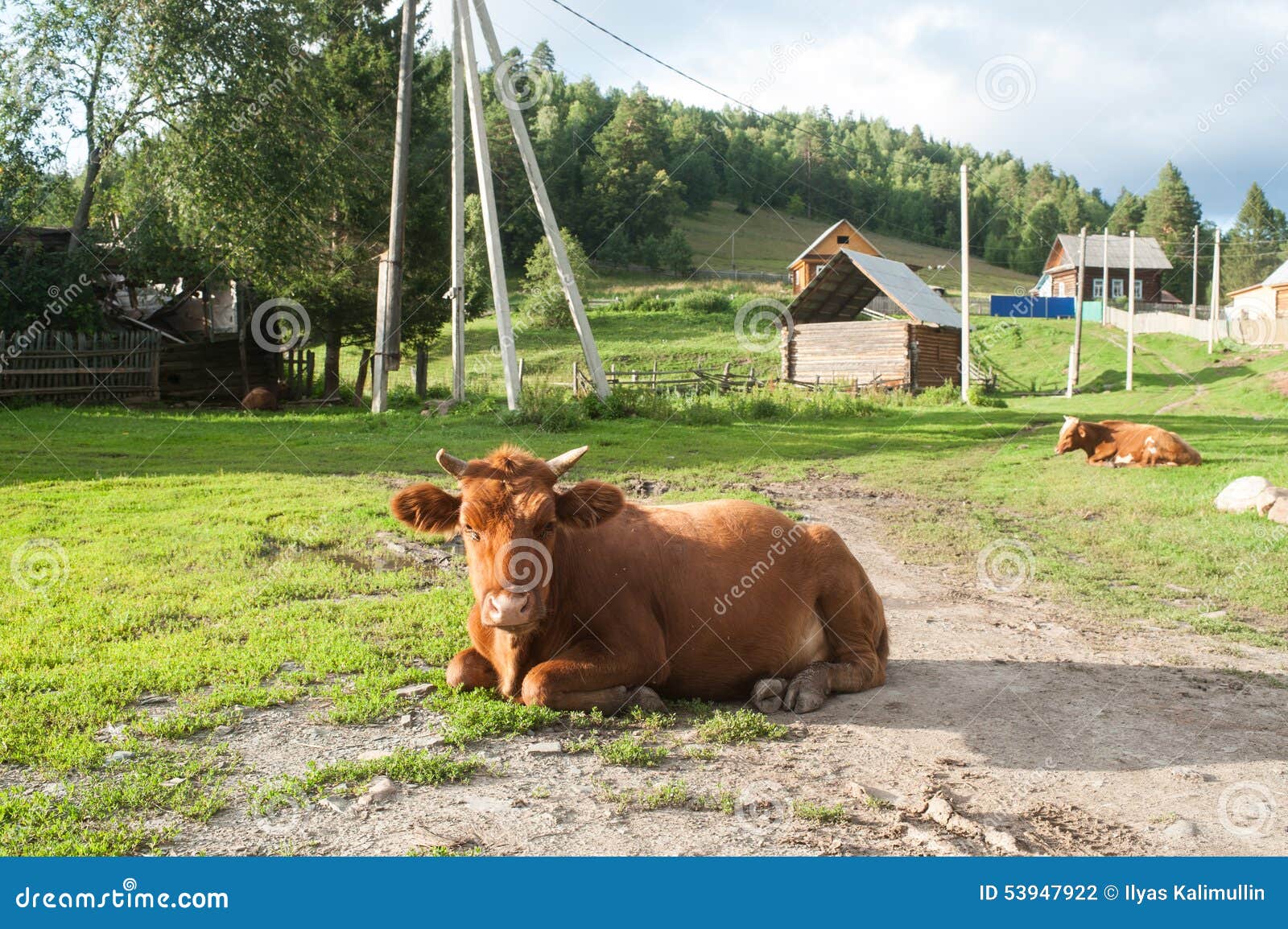 Vaca rusa en el pueblo foto de archivo. Imagen de vaca - 53947922