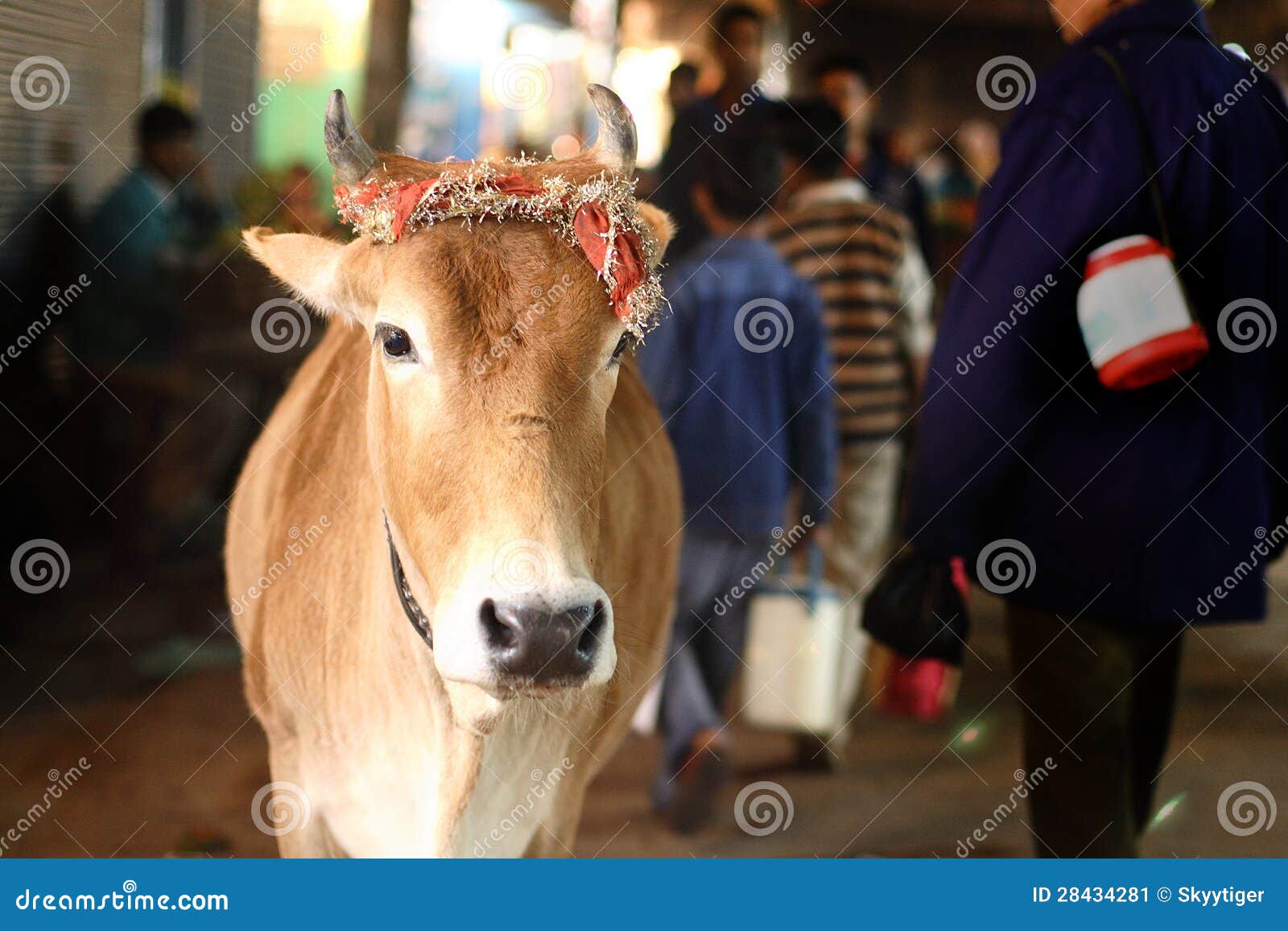 Vaca sagrada en la India imagen de archivo. Imagen de ciudad - 28434281