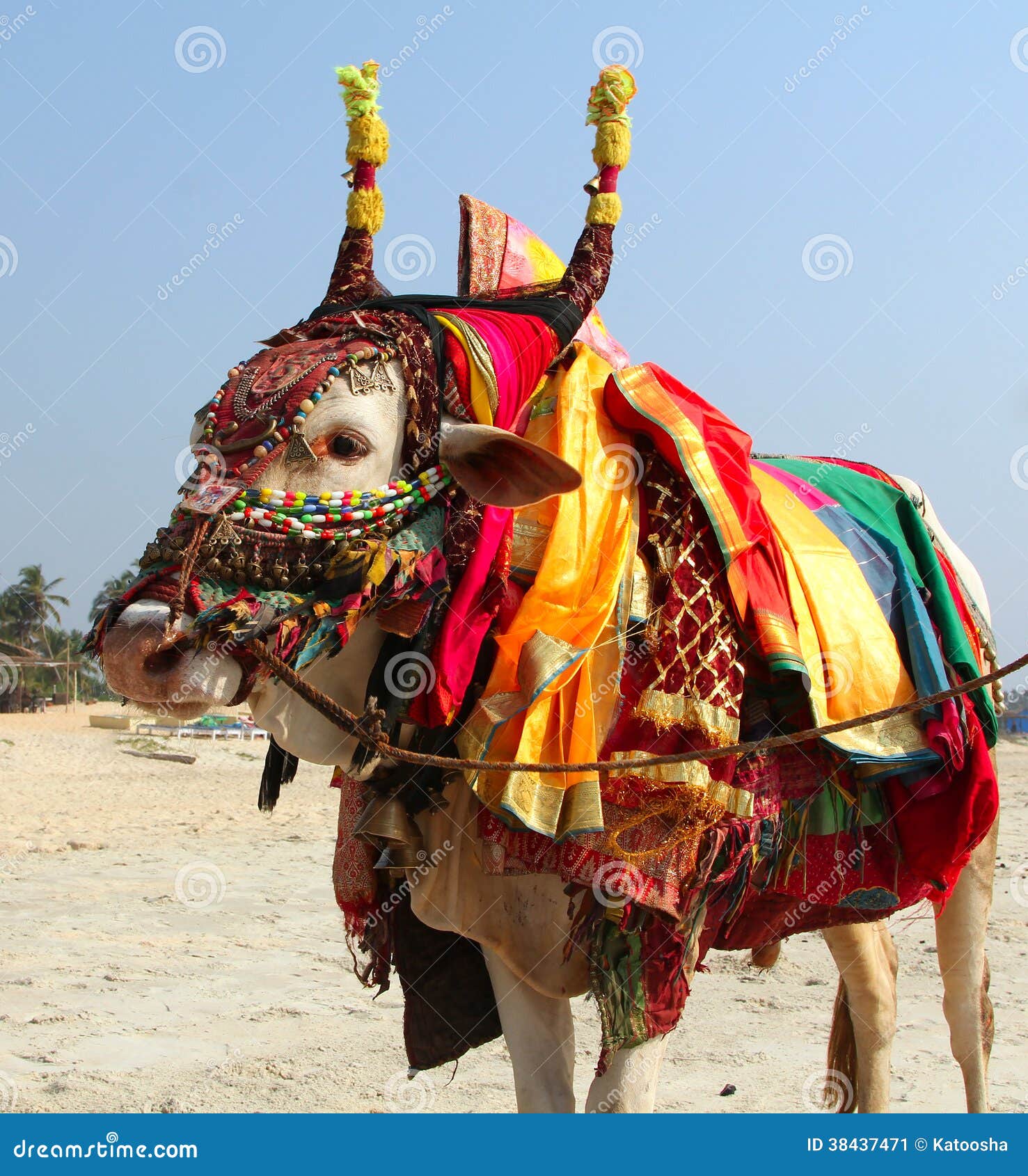 Vaca Sagrada En La Playa, GOA Del Indio Imagen de archivo - Imagen ...