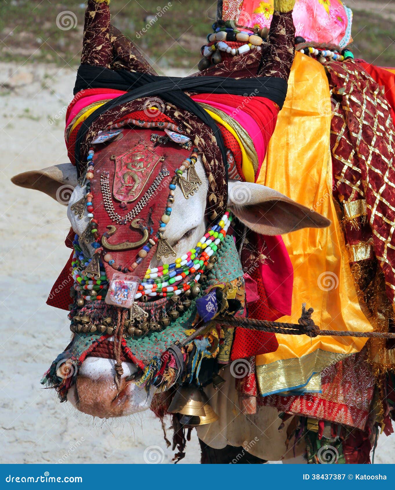 Vaca Sagrada Indiana Na Praia, GOA Imagem de Stock - Imagem de gado ...