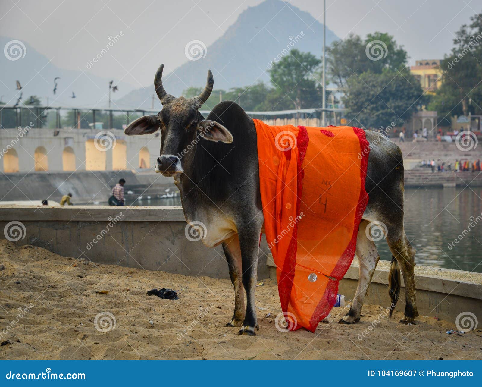 Vaca Sagrada Na Rua Em Pushkar, Índia Imagem de Stock - Imagem de estar ...