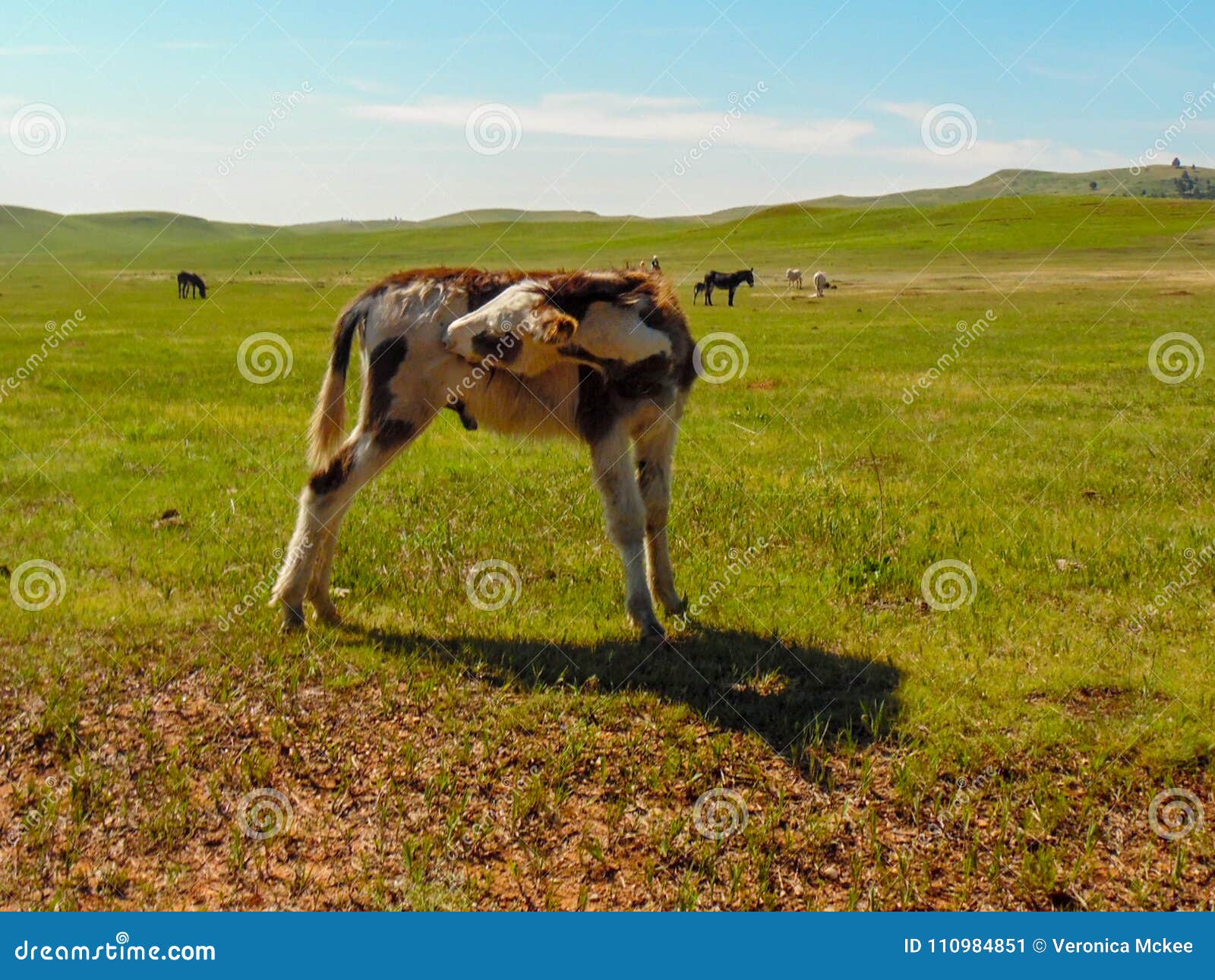 Vaca salvaje imagen de archivo. Imagen de dakota, vaca - 110984851