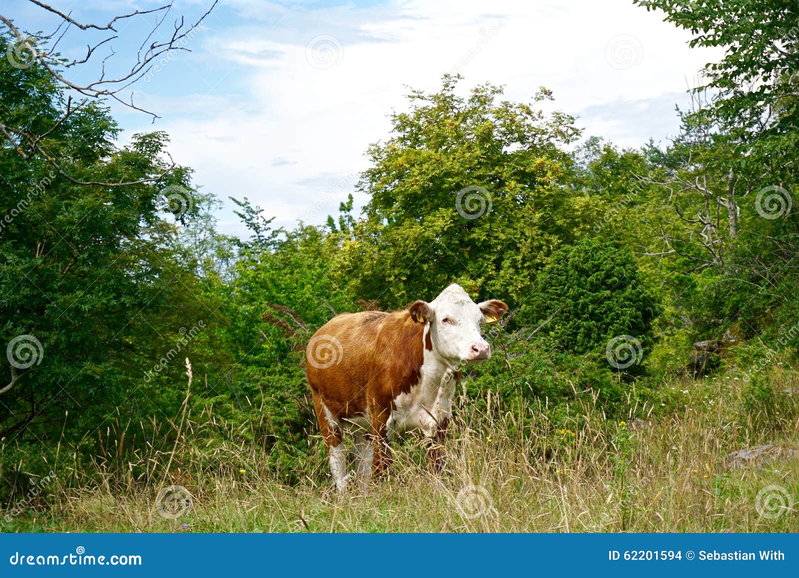 Vaca Salvaje En Costa Oeste Sueca En La Isla Foto de archivo - Imagen ...