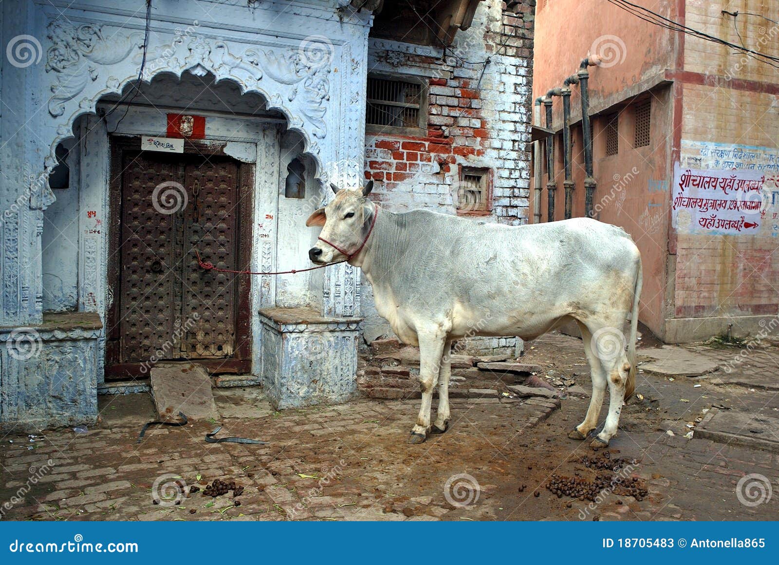 Vaca santa india imagen de archivo. Imagen de asia, turismo - 18705483