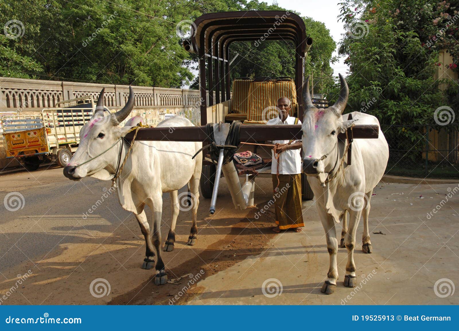 Vaca santa india foto de archivo editorial. Imagen de vaca - 19525913
