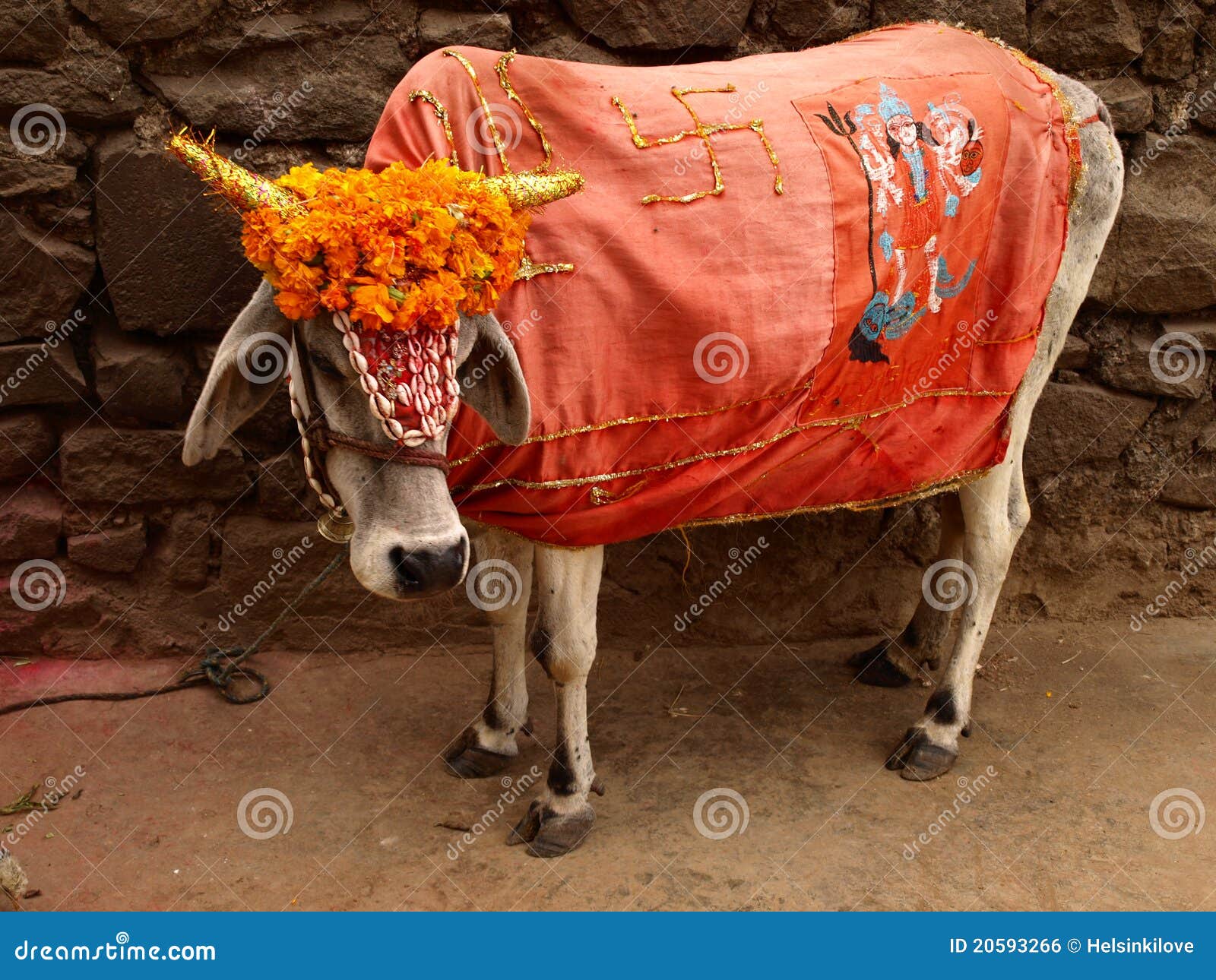 Vaca santa, la India foto de archivo. Imagen de colores - 20593266