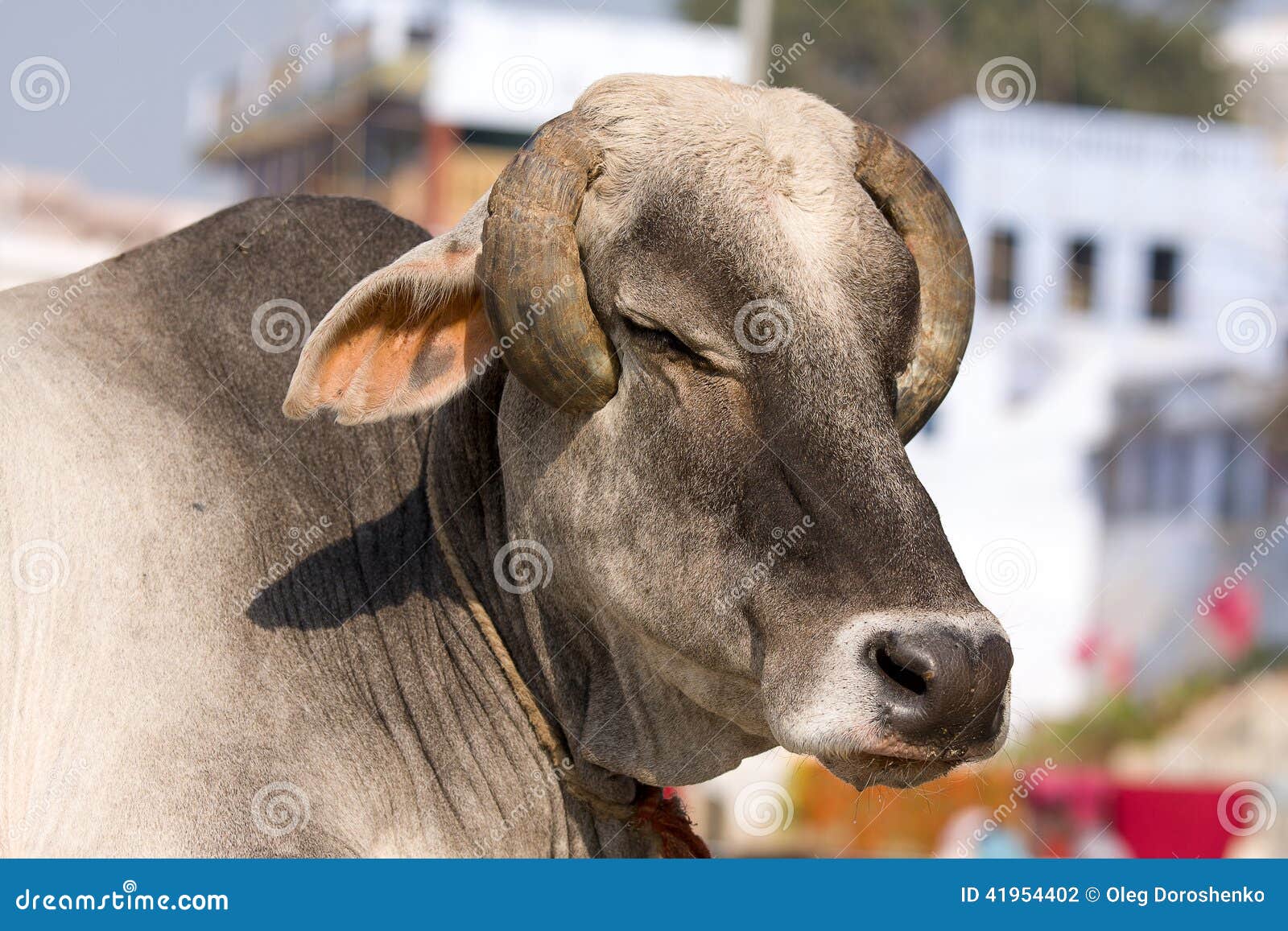 Vaca sagrada indiana foto de stock. Imagem de hindu, agricultura - 41954402