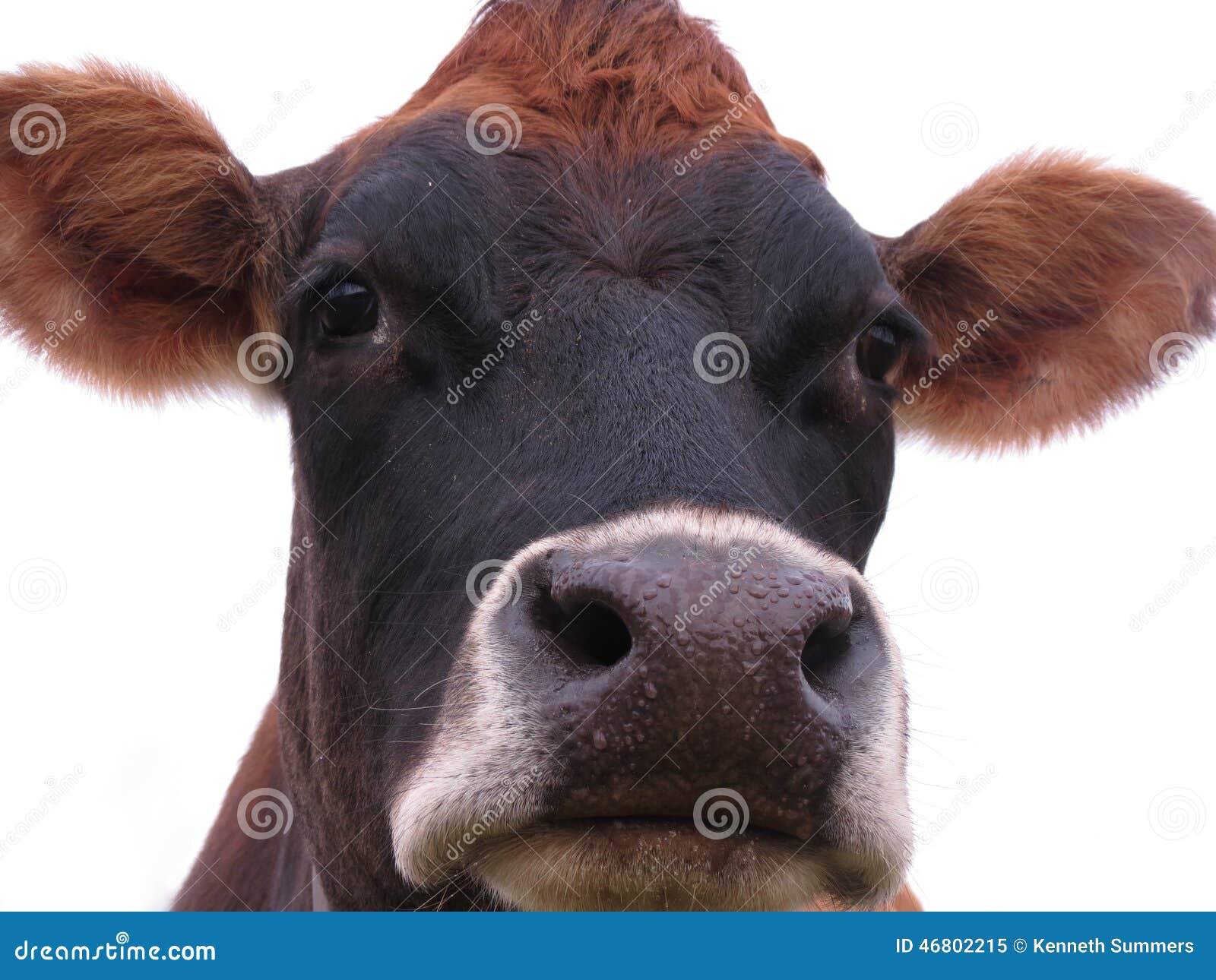 Vaca seria imagen de archivo. Imagen de labios, rutina - 46802215