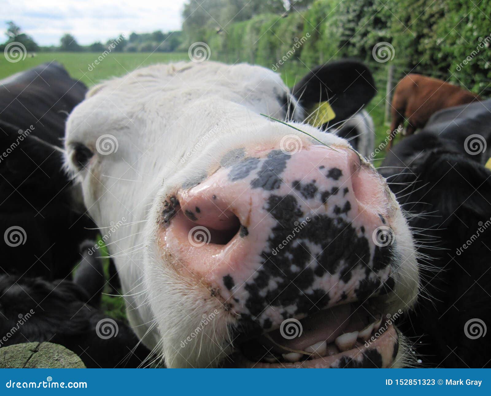 Vaca sonriente imagen de archivo. Imagen de dientes - 152851323