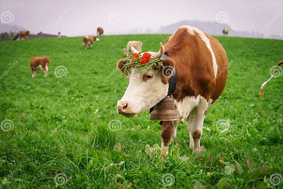 Vaca suíça foto de stock. Imagem de curvado, produzir - 62386552