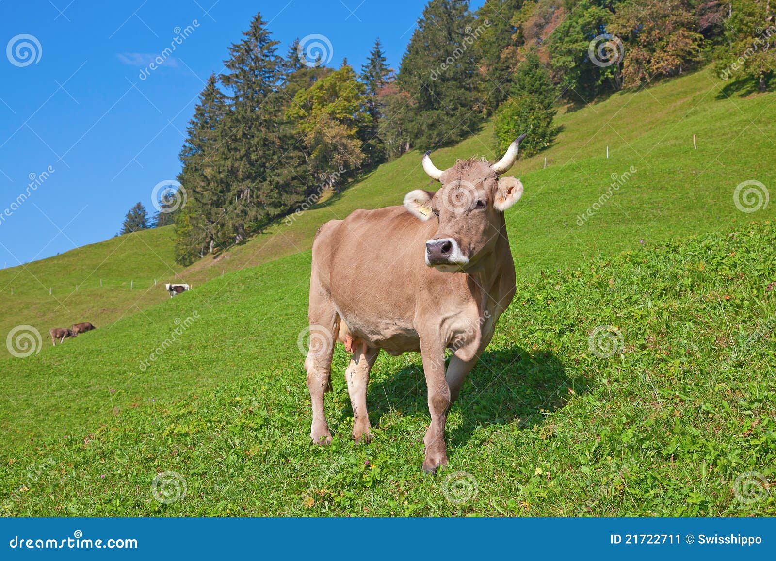 Vaca suiza imagen de archivo. Imagen de acantilado, pasto - 21722711