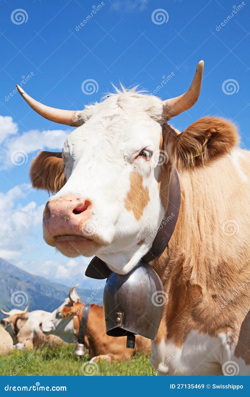 Vaca suiza imagen de archivo. Imagen de cubo, europa - 27135469