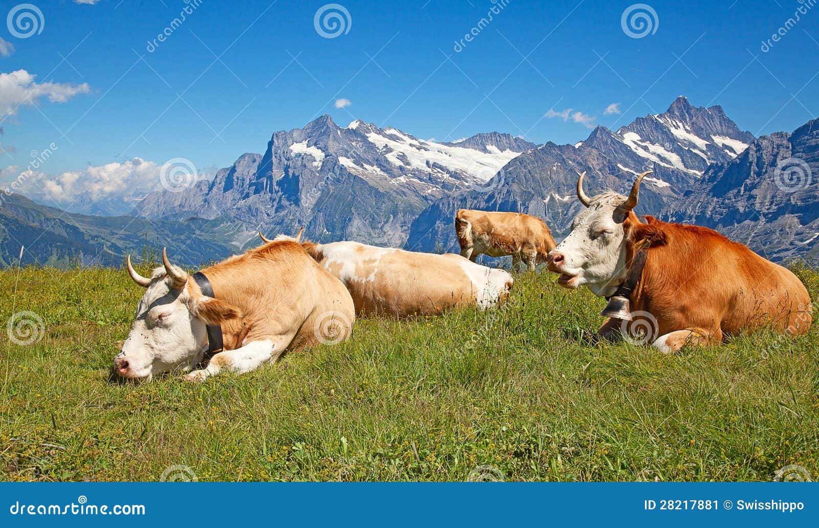 Vaca suiza imagen de archivo. Imagen de queso, alemania - 28217881