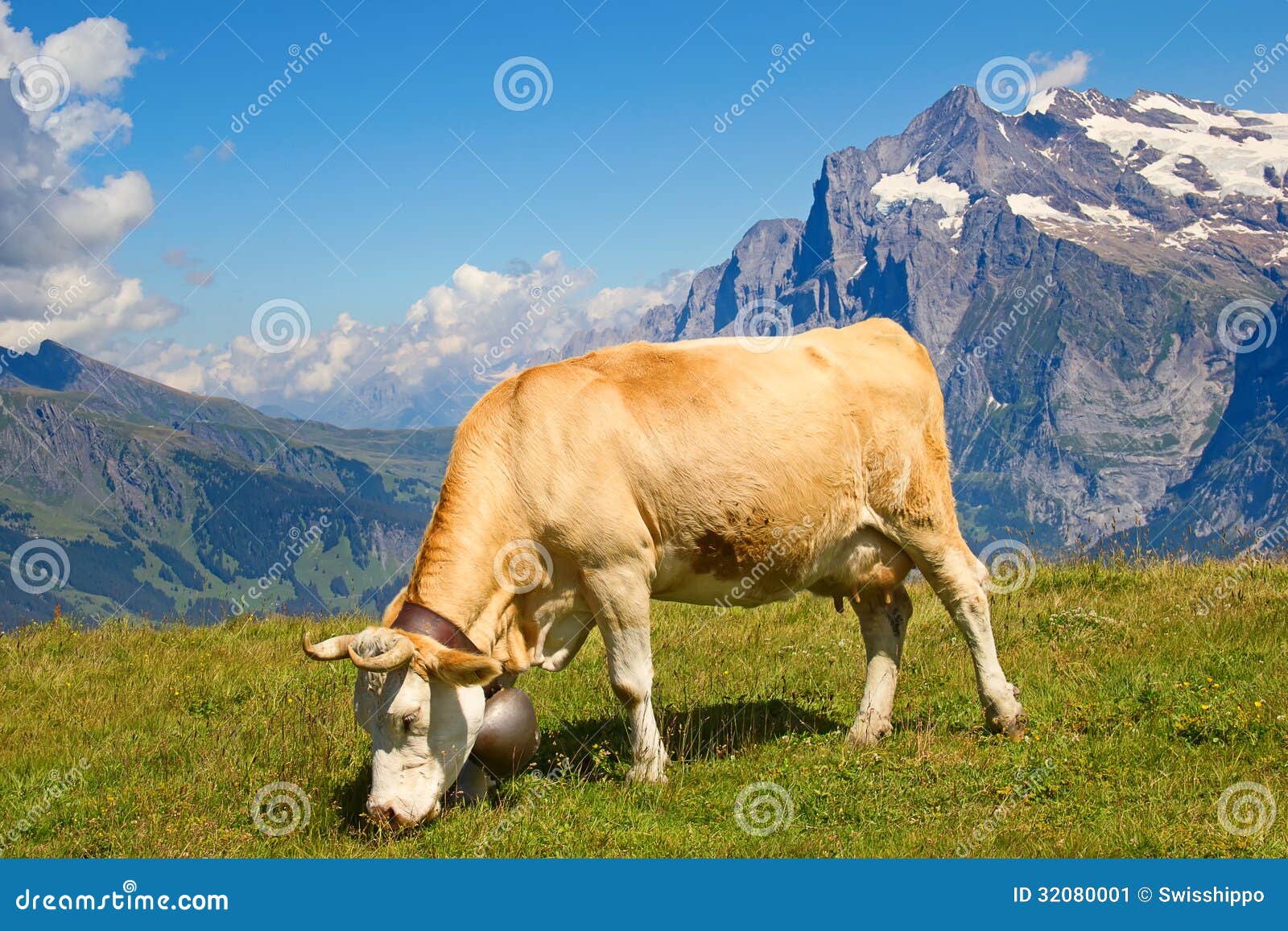 Vaca suiza imagen de archivo. Imagen de acantilado, paisaje - 32080001