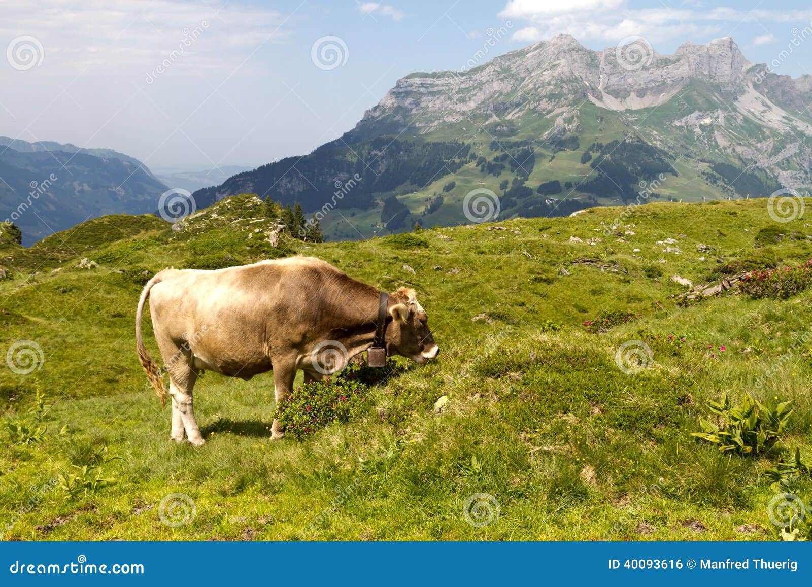 Vaca suiza foto de archivo. Imagen de bosque, animal - 40093616