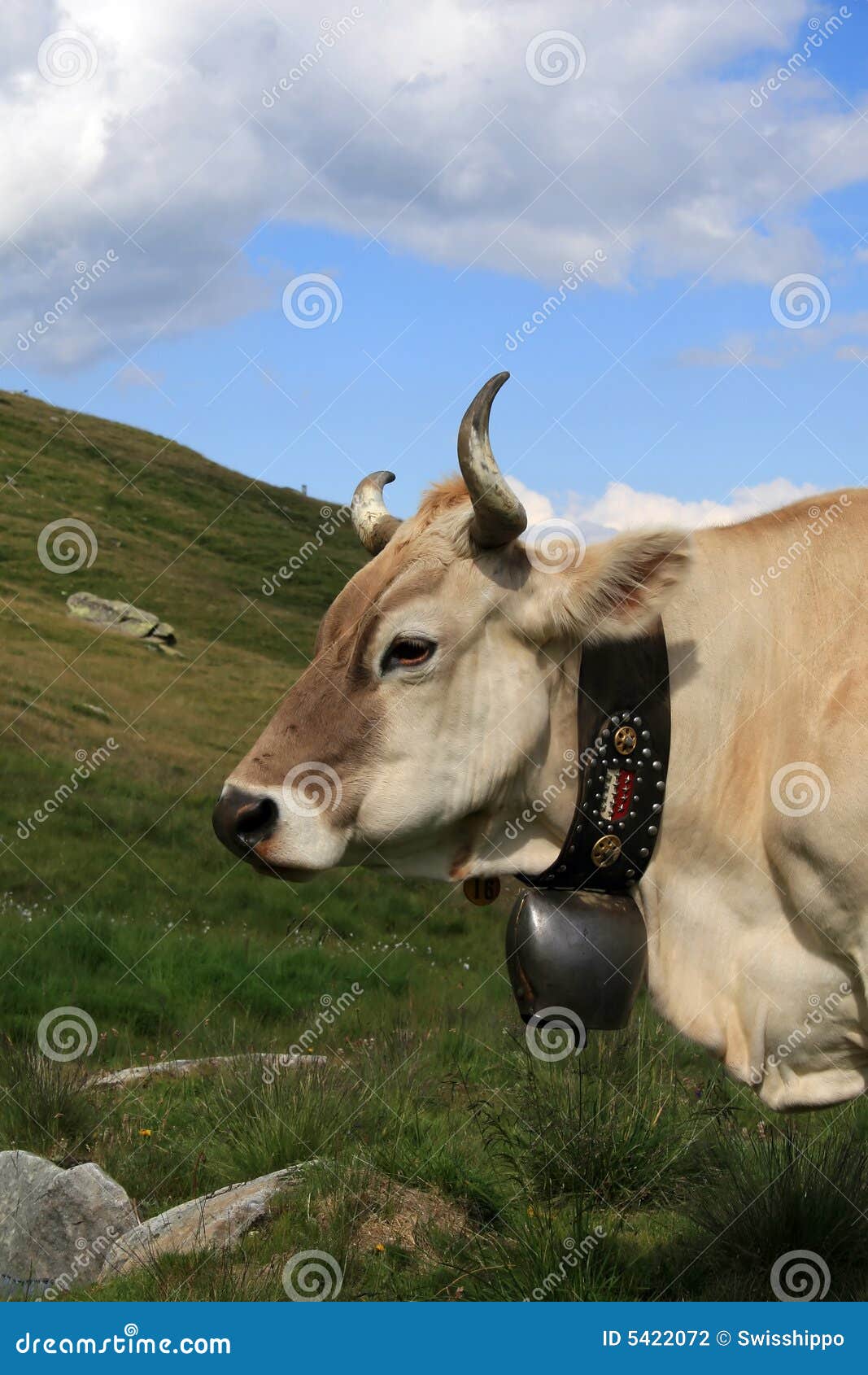 Vaca suiza foto de archivo. Imagen de pista, etiquetas - 5422072