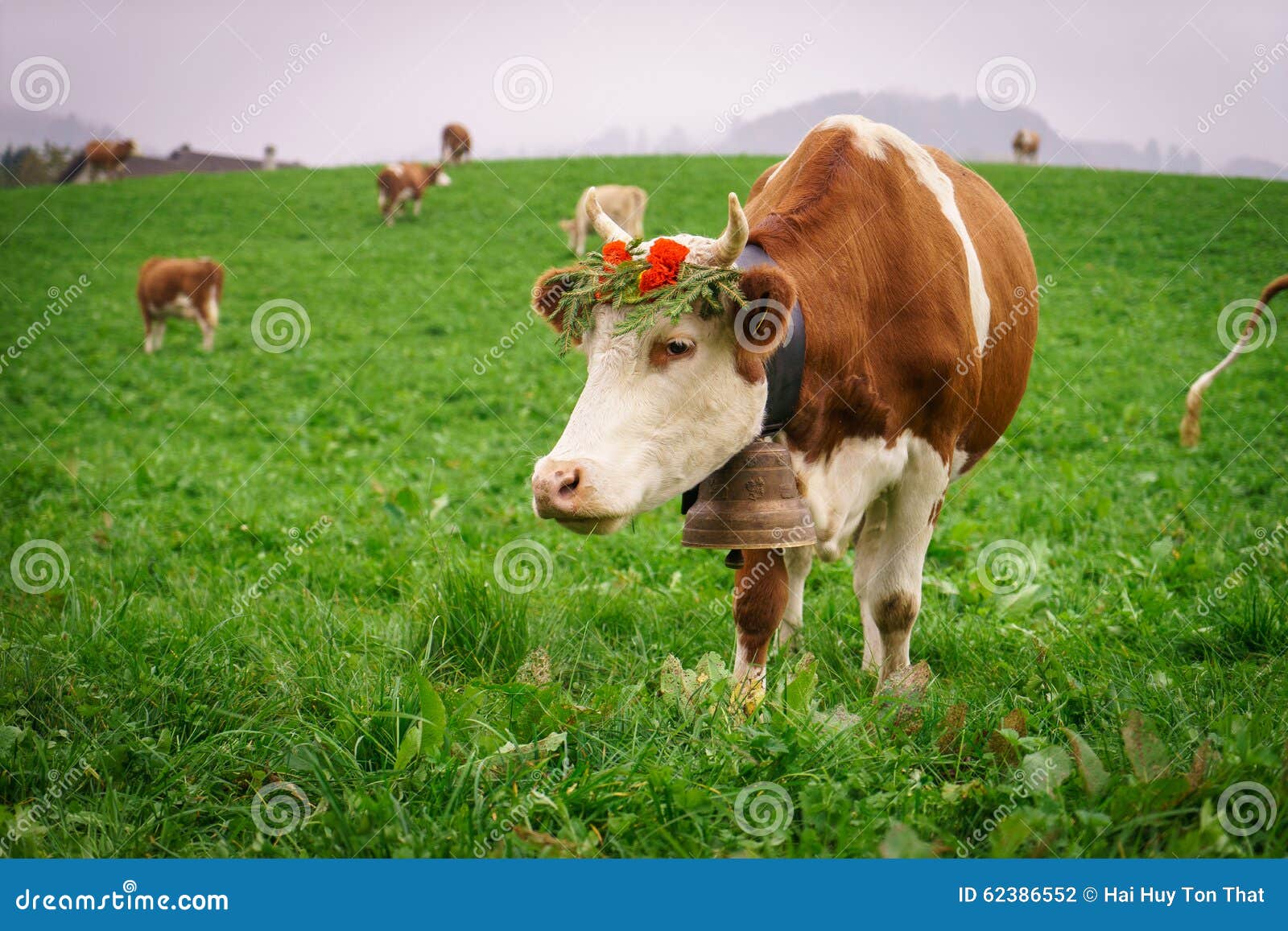 Vaca suiza foto de archivo. Imagen de doblado, crianza - 62386552