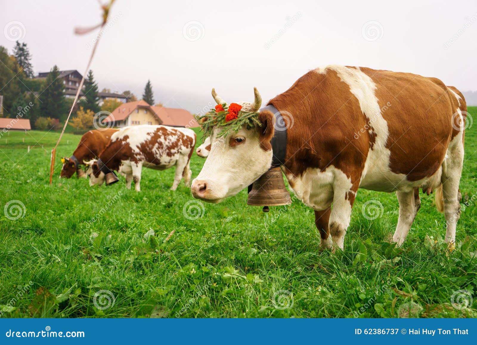 Vaca suiza imagen de archivo. Imagen de colina, dandelia - 62386737