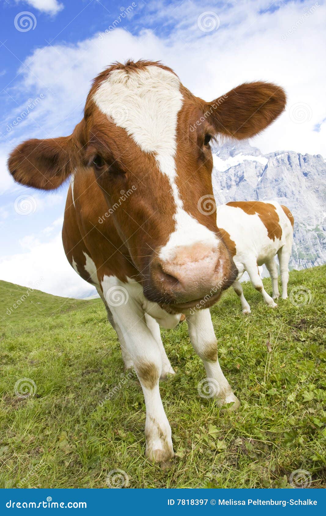 Vaca suiza imagen de archivo. Imagen de ganados, holstein - 7818397