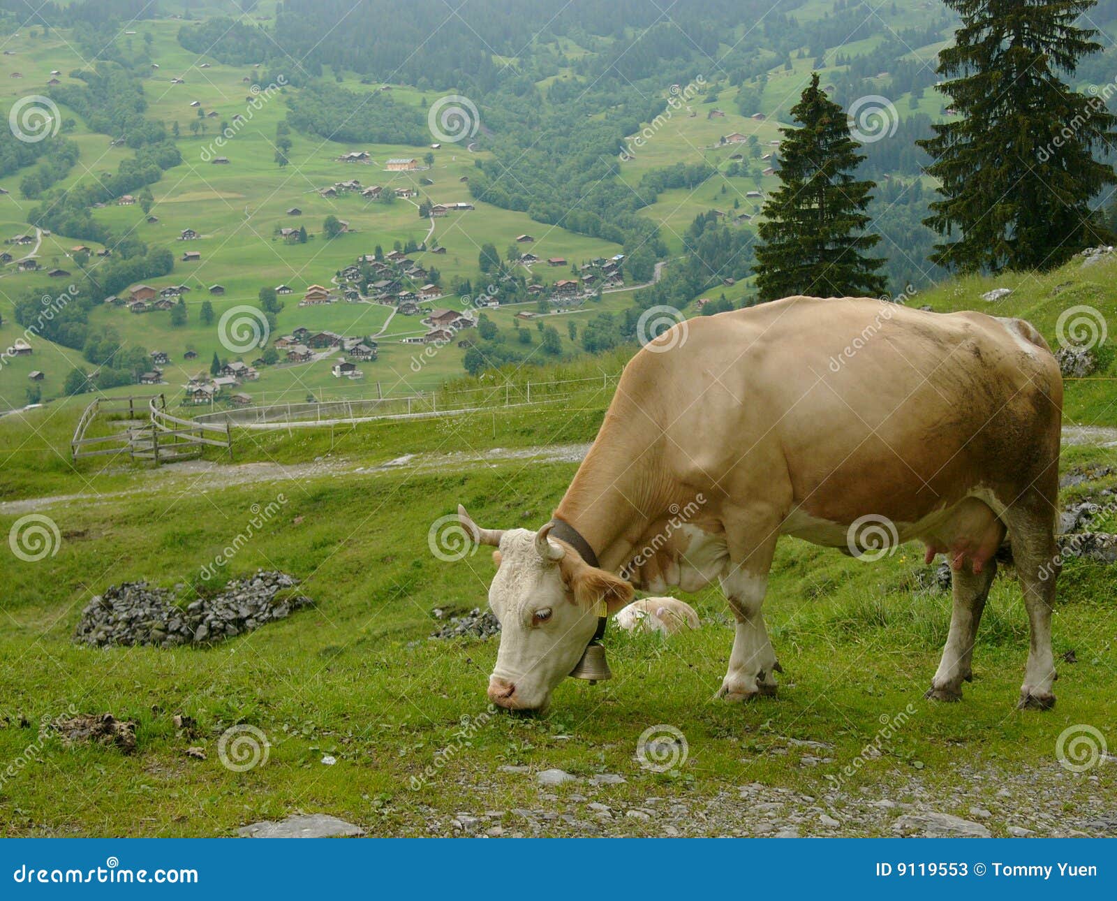 Vaca suiza imagen de archivo. Imagen de animal, turista - 9119553