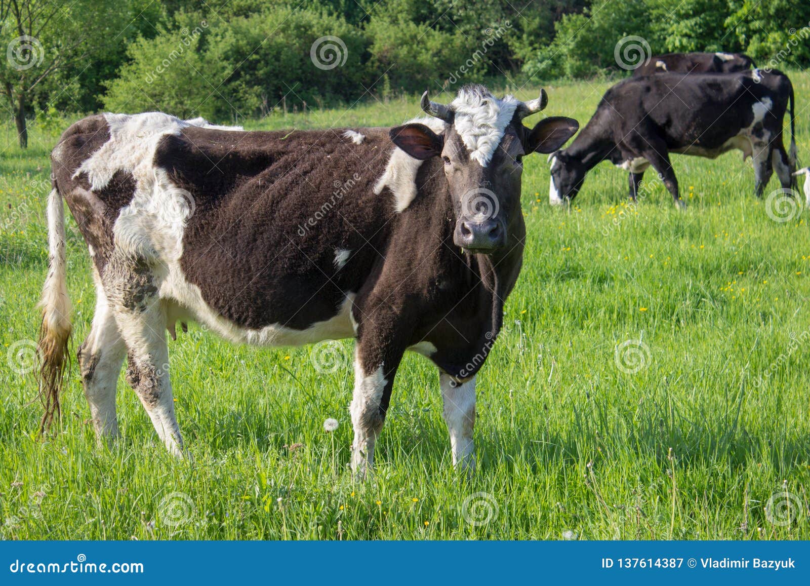 A Vaca Suja No Pasto, a Vaca Olha Com Cuidado No Pasto Imagem de Stock ...