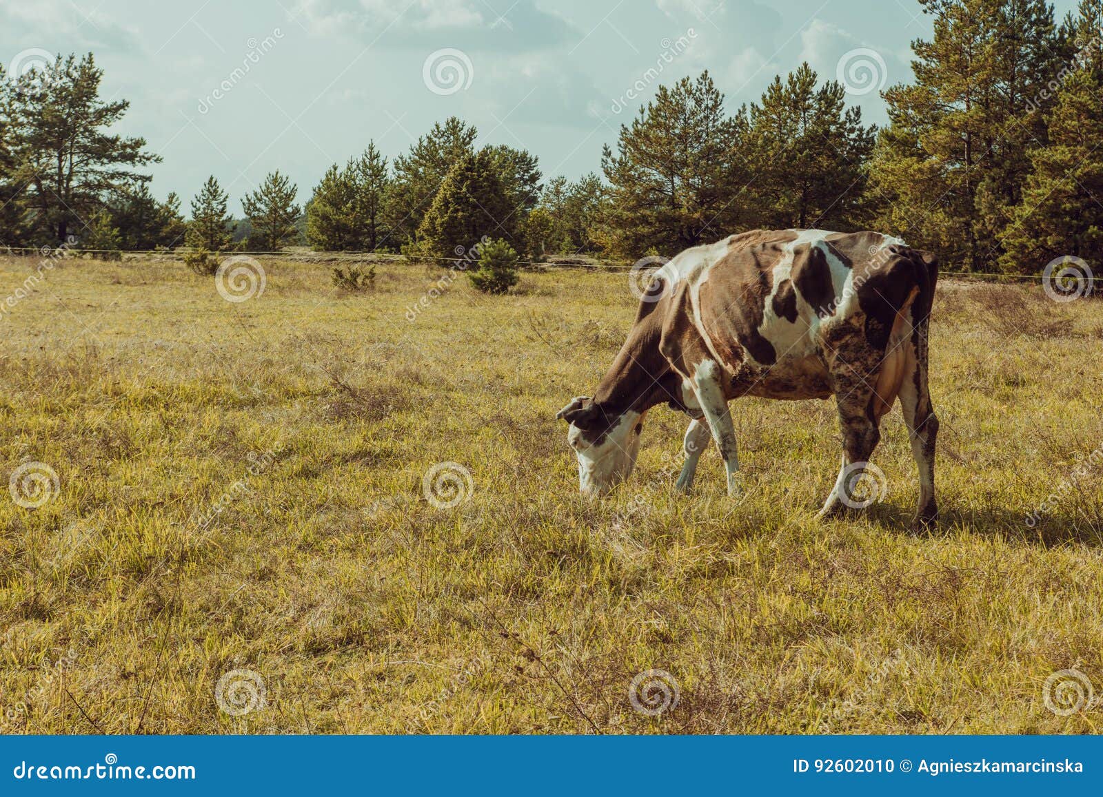 Vaca suja que come a grama foto de stock. Imagem de terra - 92602010