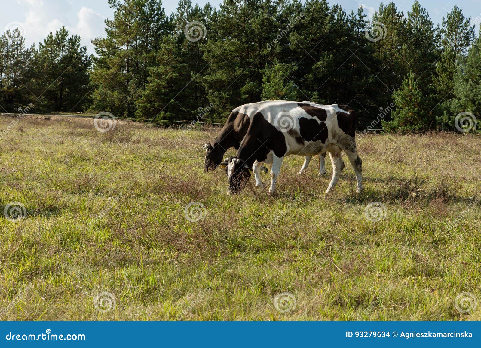 Vaca suja que come a grama foto de stock. Imagem de gado - 93279634