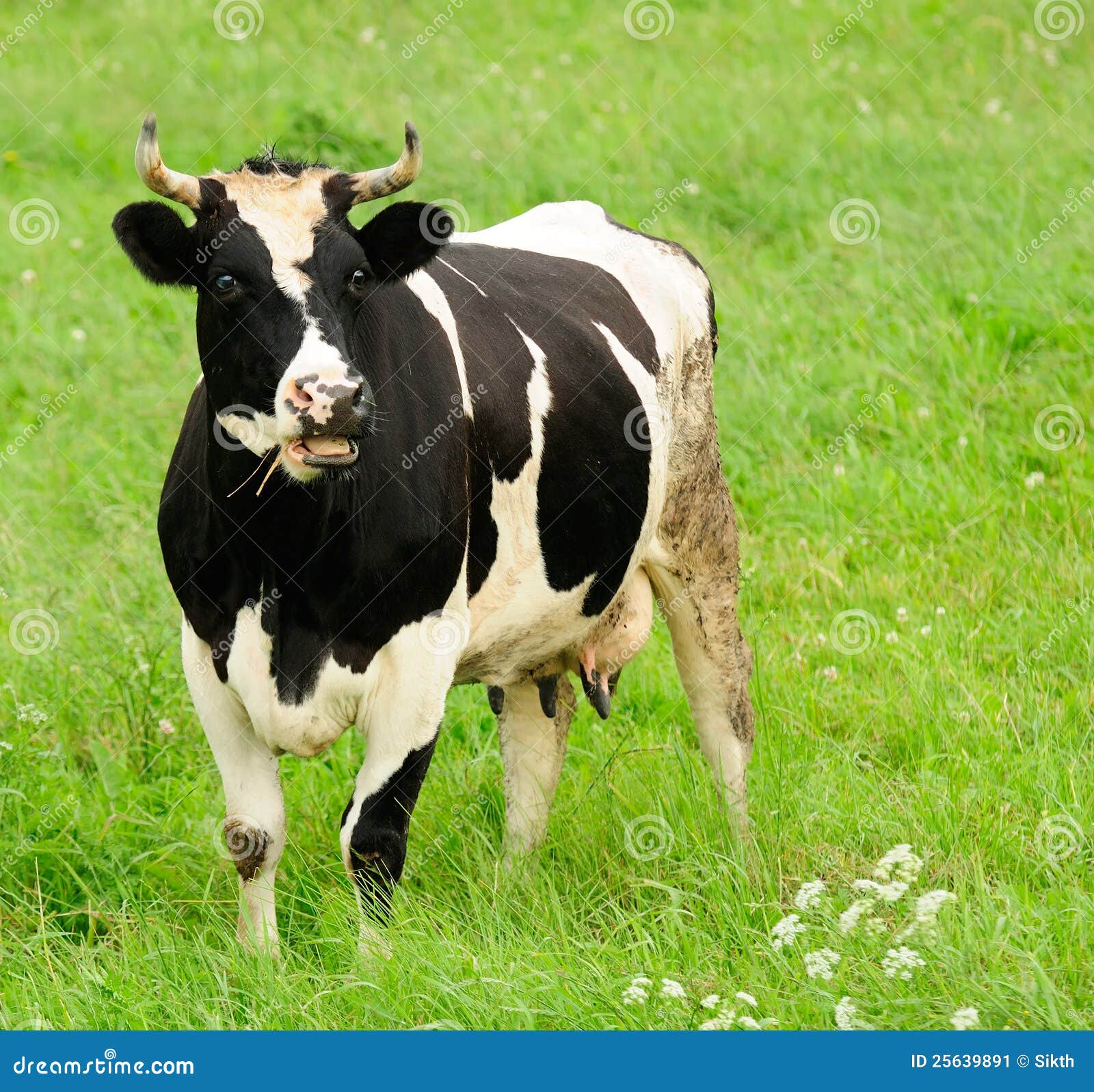 Vaca surpreendida imagem de stock. Imagem de fazenda - 25639891