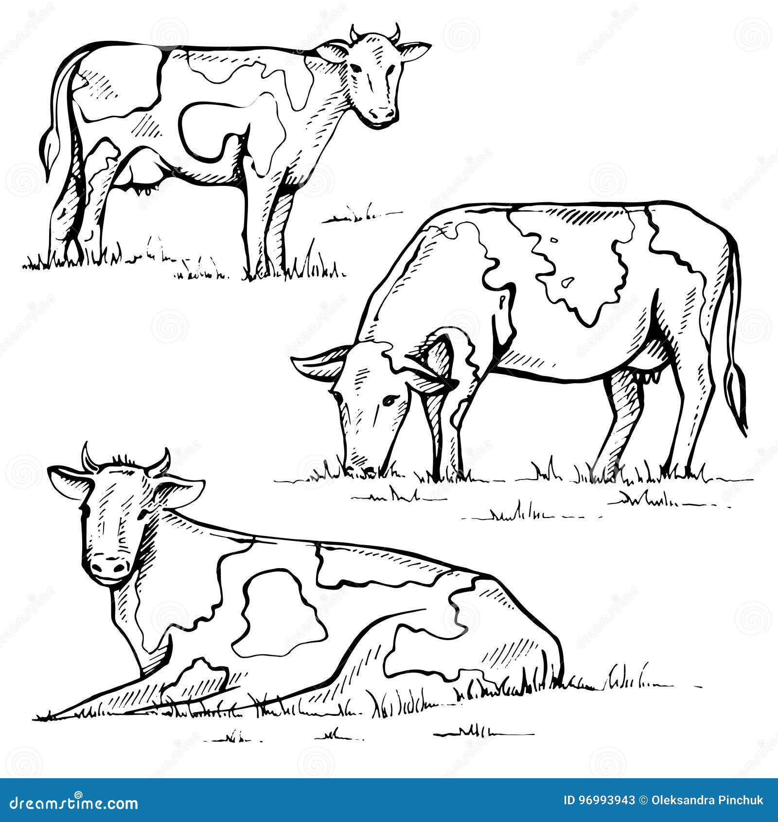 Vaca Tirada Mão No Fundo Branco Ilustração do Vetor - Ilustração de ...
