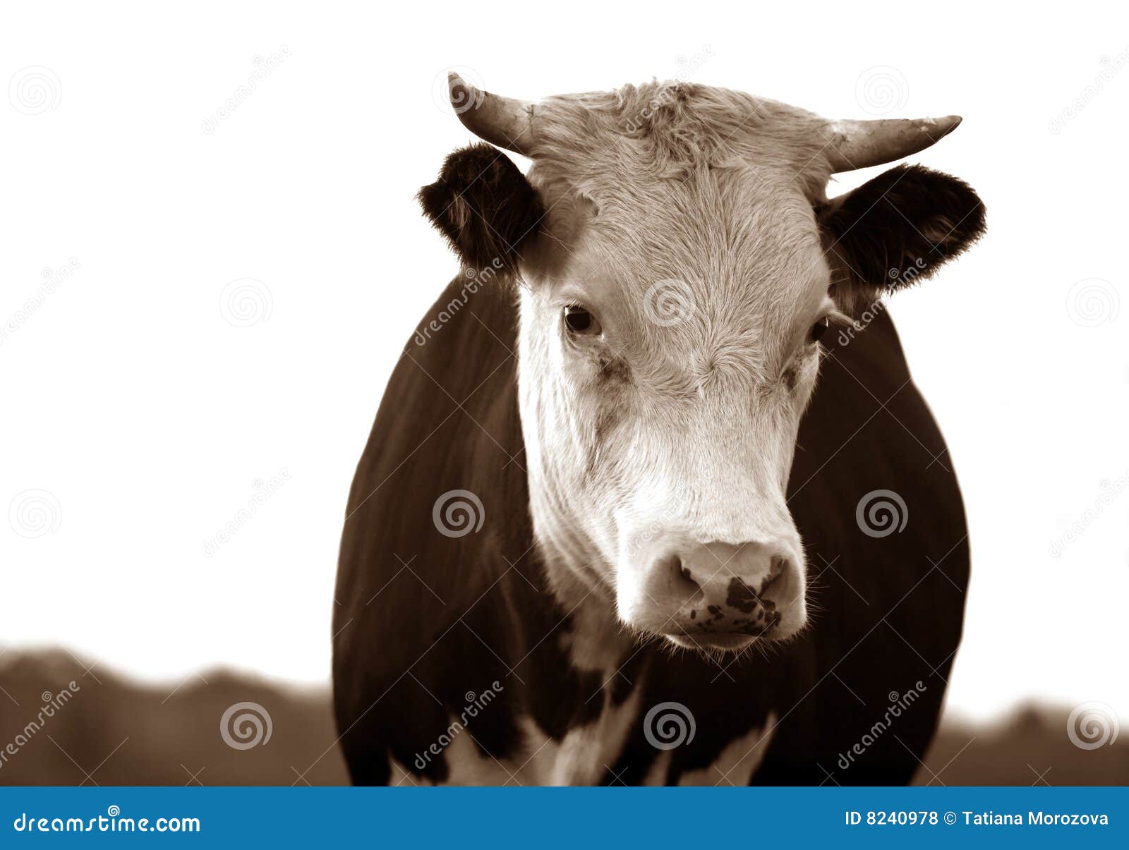 Vaca triste foto de stock. Imagem de besta, isolado, retrato - 8240978