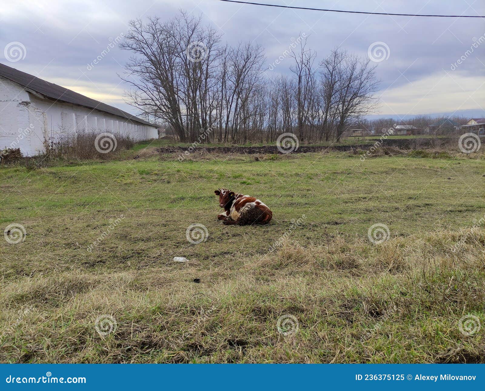 Vaca Tumbada En La Hierba Cerca De La Granja Imagen de archivo - Imagen ...